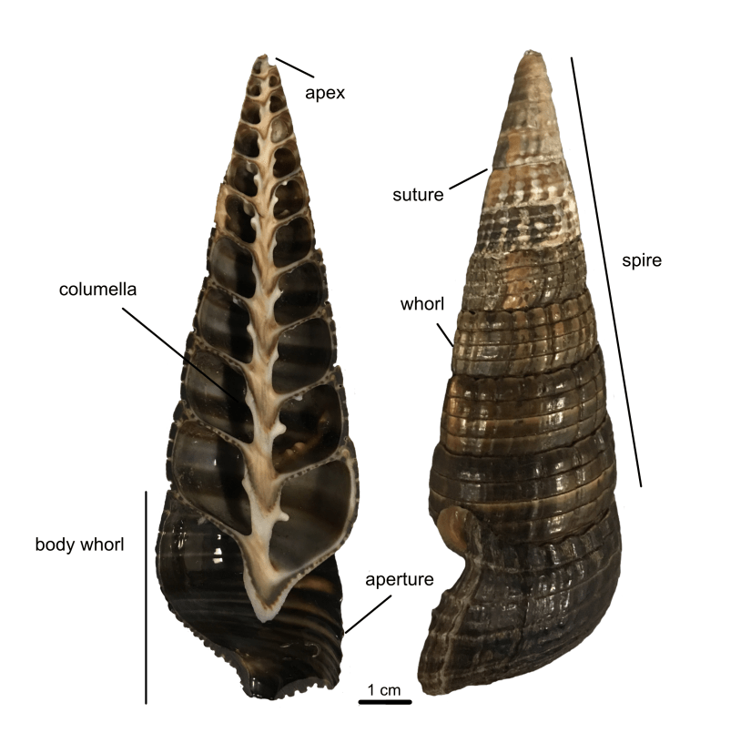 Gastropods – Geological Museum – Trinity College Dublin