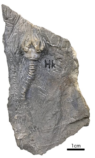 Echinoderms – Geological Museum – Trinity College Dublin