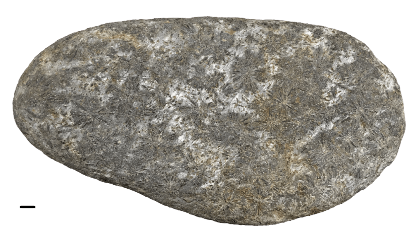 Metamorphic Rocks – Geological Museum – Trinity College Dublin