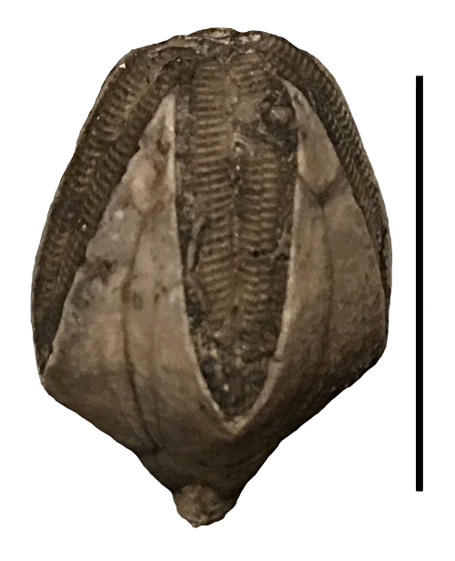 Echinoderms – Geological Museum – Trinity College Dublin