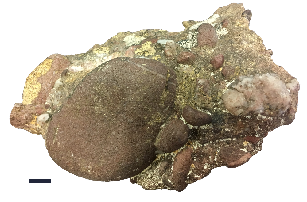 Sedimentary Rocks – Geological Museum – Trinity College Dublin