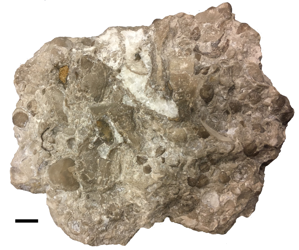 Biochemical Sedimentary Rocks