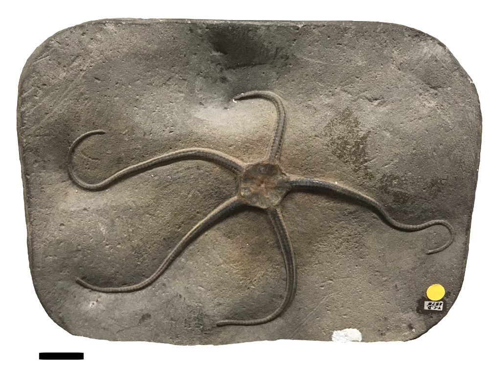 Echinoderms – Geological Museum – Trinity College Dublin