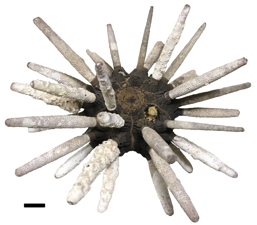Echinoderms – Geological Museum – Trinity College Dublin