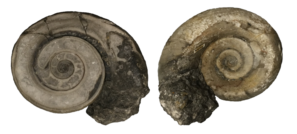 Straparollus_pentangulatus_small – Geological Museum – Trinity College ...