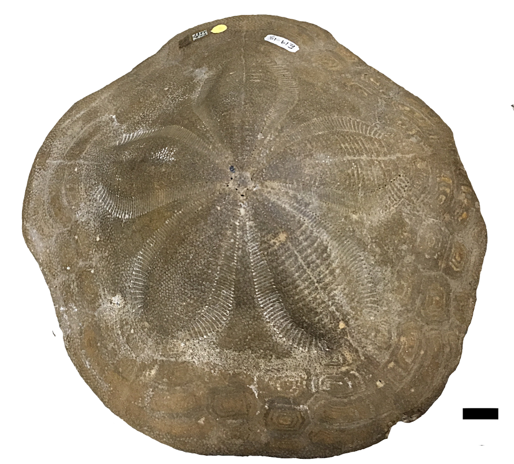 Echinoderms – Geological Museum – Trinity College Dublin
