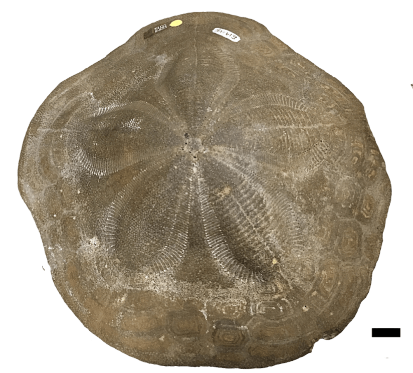 Echinoderms – Geological Museum – Trinity College Dublin