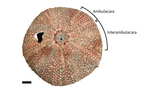 Echinoderms – Geological Museum – Trinity College Dublin