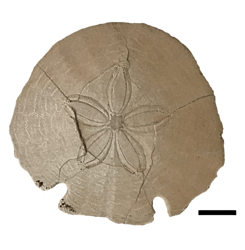 Echinoderms – Geological Museum – Trinity College Dublin