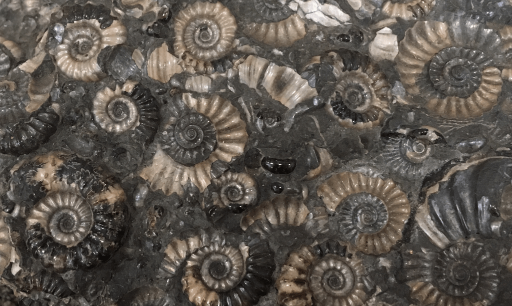 Geological Museum – Trinity College Dublin