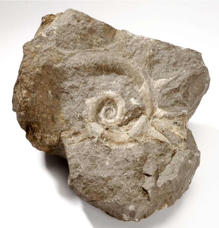 Gastropods – Geological Museum – Trinity College Dublin