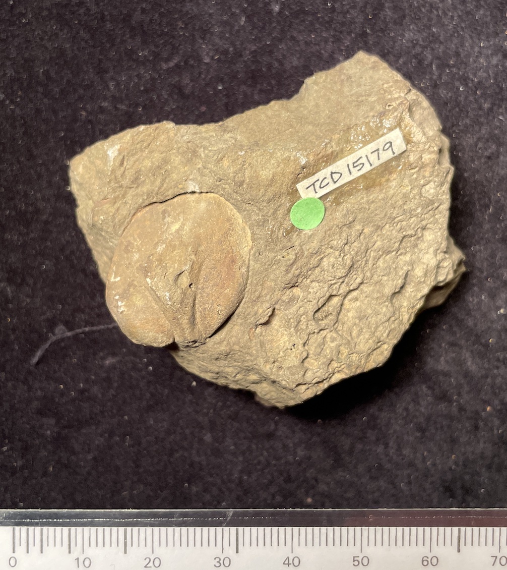 Holland Collection – Geological Museum – Trinity College Dublin