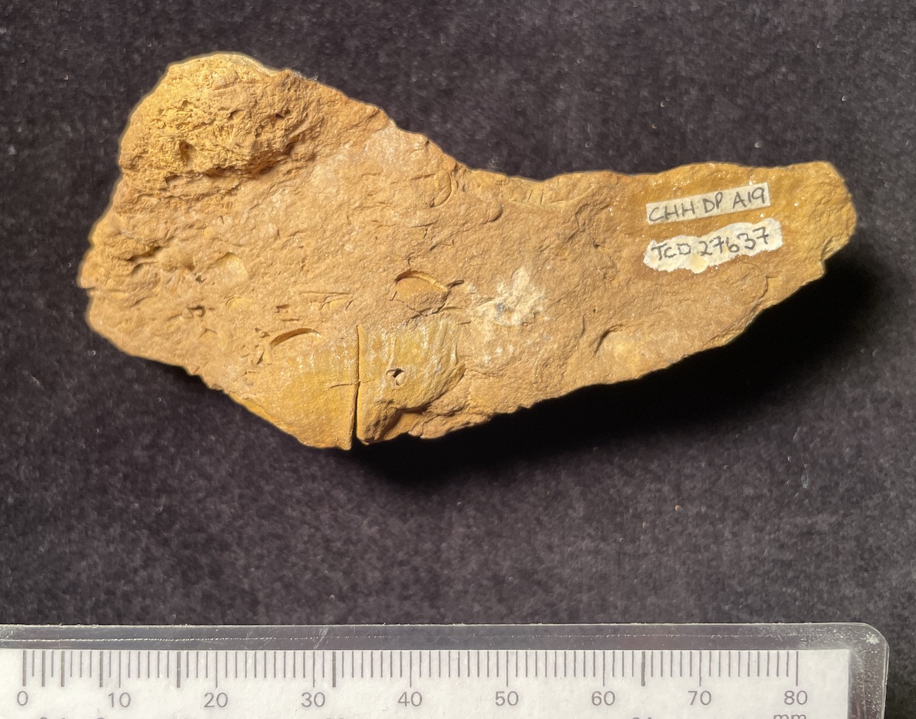 Holland Collection – Geological Museum – Trinity College Dublin
