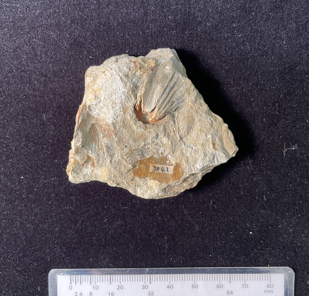 Holland Collection – Geological Museum – Trinity College Dublin
