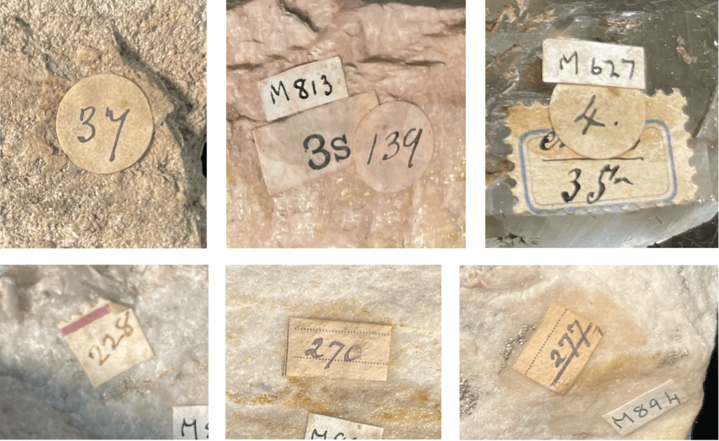 Label Styles – Geological Museum – Trinity College Dublin